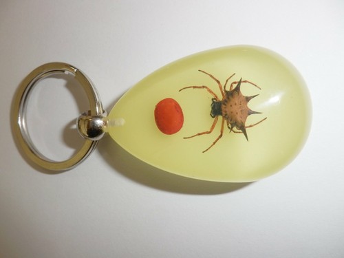 Insect Resin Key Ring Spiny Spider Specimen with Lucky Red Seed YK09 ...