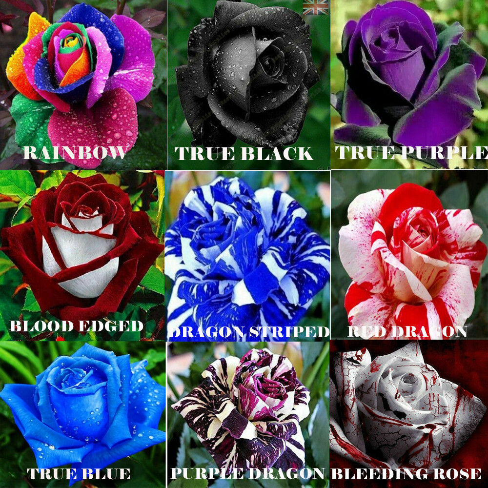 Black Dragon Rose Bush
