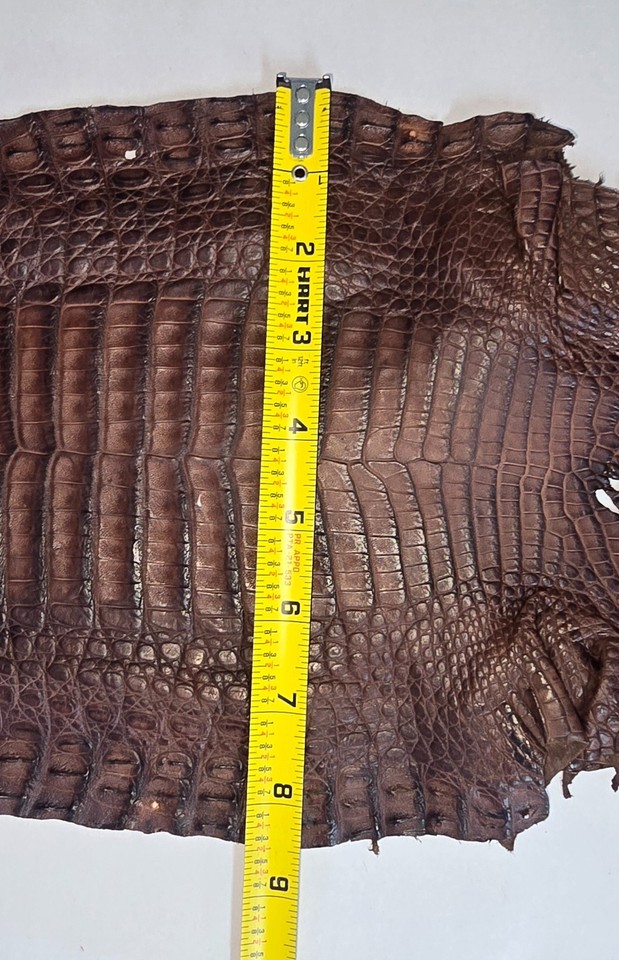 Brown Genuine Caiman Crocodile Hide Leather Skin real alligator Croc ...