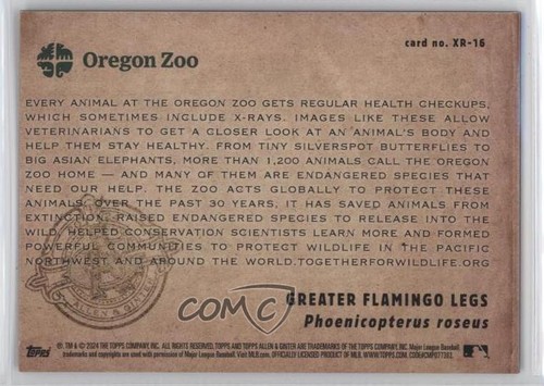 2024 Topps Allen & Ginter X-Ray'd Greater Flamingo Legs #XR-16 | eBay