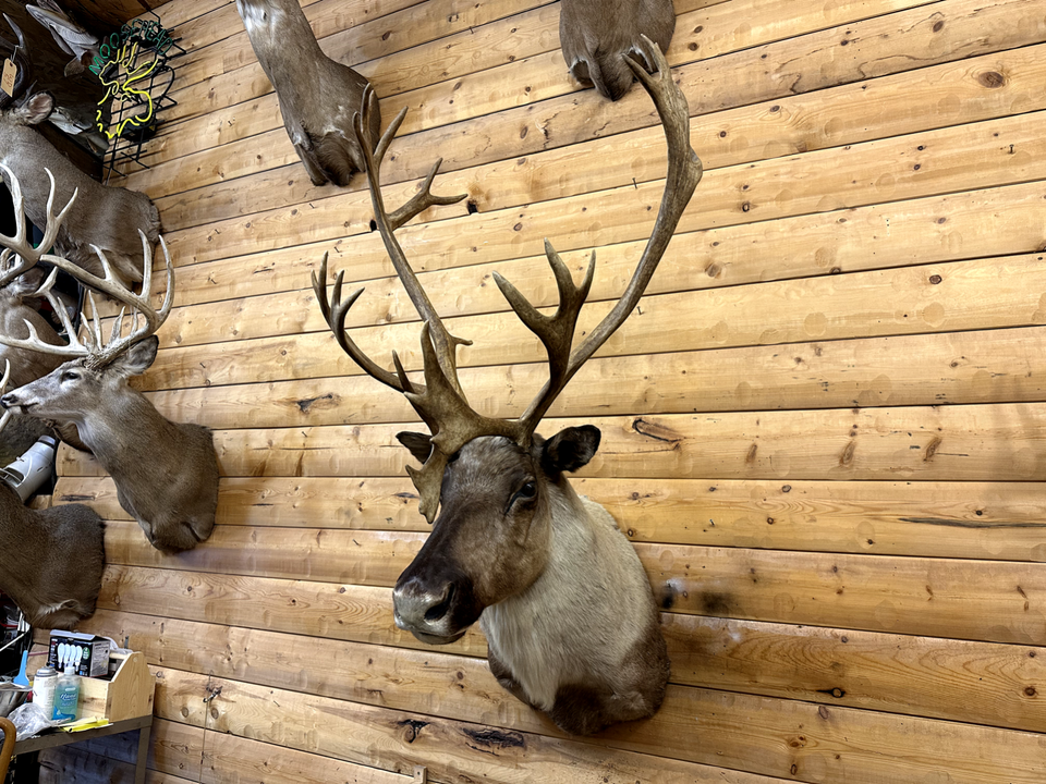 Shoulder Mount Alaskan Bull Caribou Moose Elk Stag Real Antler ...