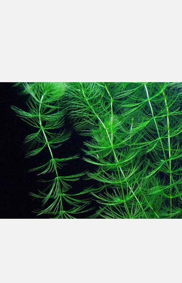 ⭐ Hornwort Pond weed & Aquarium Oxygenating Fish Tank Live Water Plant ...