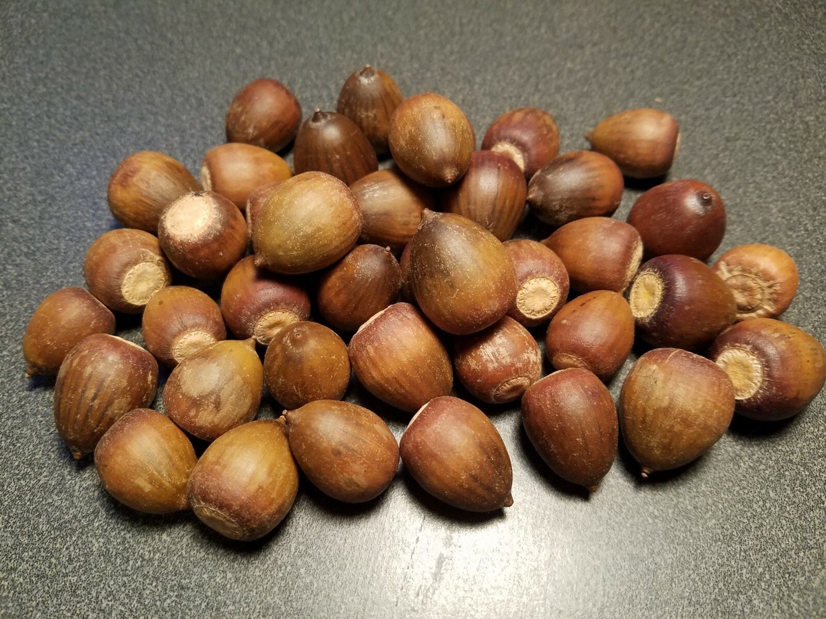 40 Plastic Acorns With Real Caps Assorted Sizes Fall Bowl Fillers