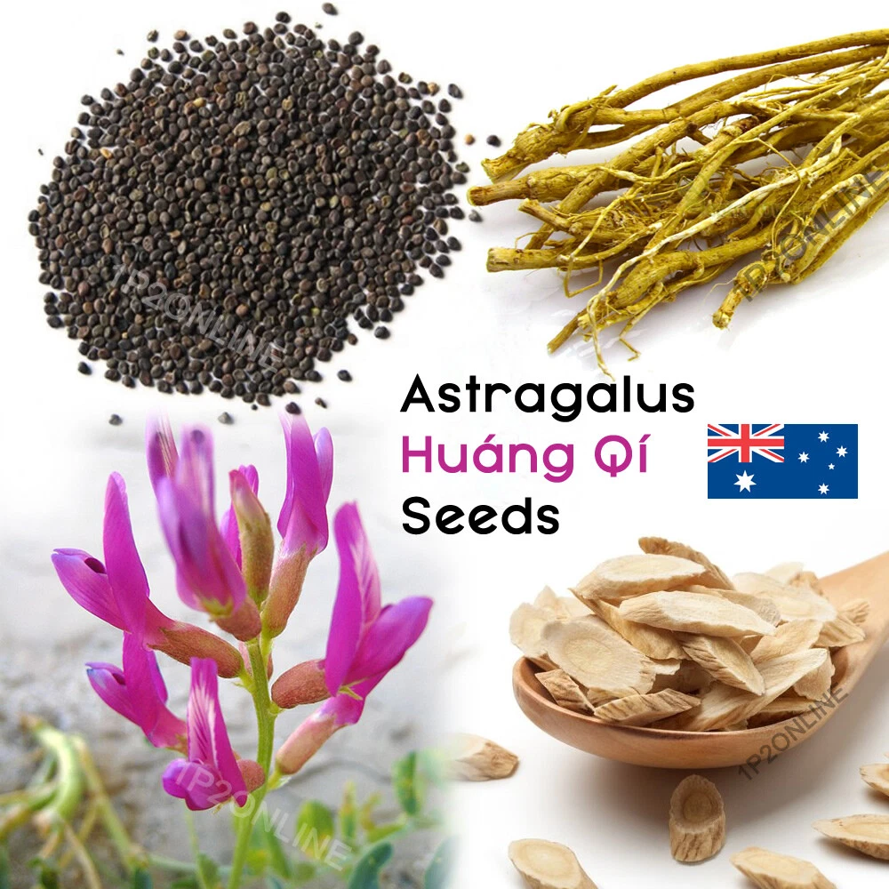 Astragalus Membranaceus Root