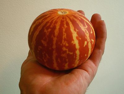 Pocket Melon - Queen Anne - 10+ seeds - SCENTED and YIELDING! Cm 007 | eBay