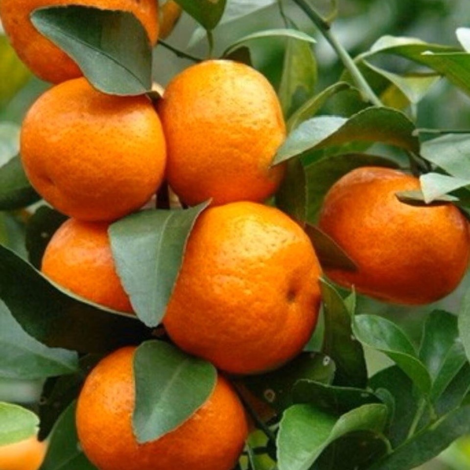 Cara Cara Orange Grafted Plant Fruit Tree Tall 24 inchs | eBay