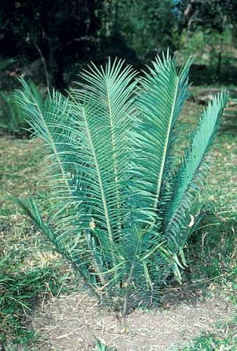 Encephalartos Cerinus WAXEN CYCAD Dwarf Blue Plant Ice Blue Cycads ...