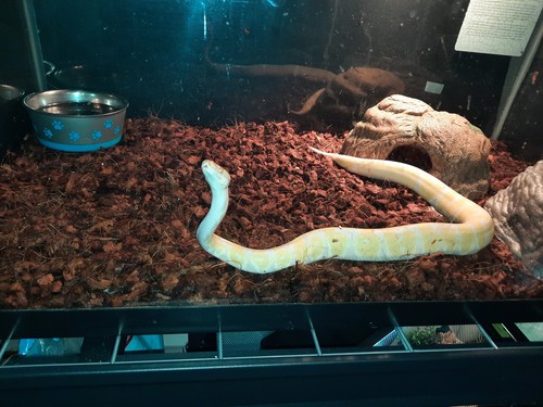 GAPS Organic Coco Chips Premium Quality (animal Bedding) for sale ...