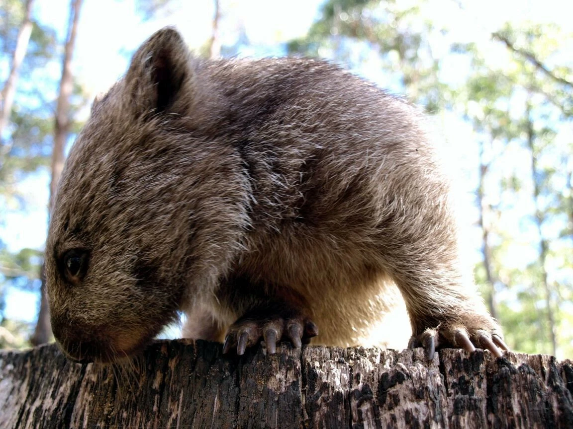 Marsupial Animals Wombat