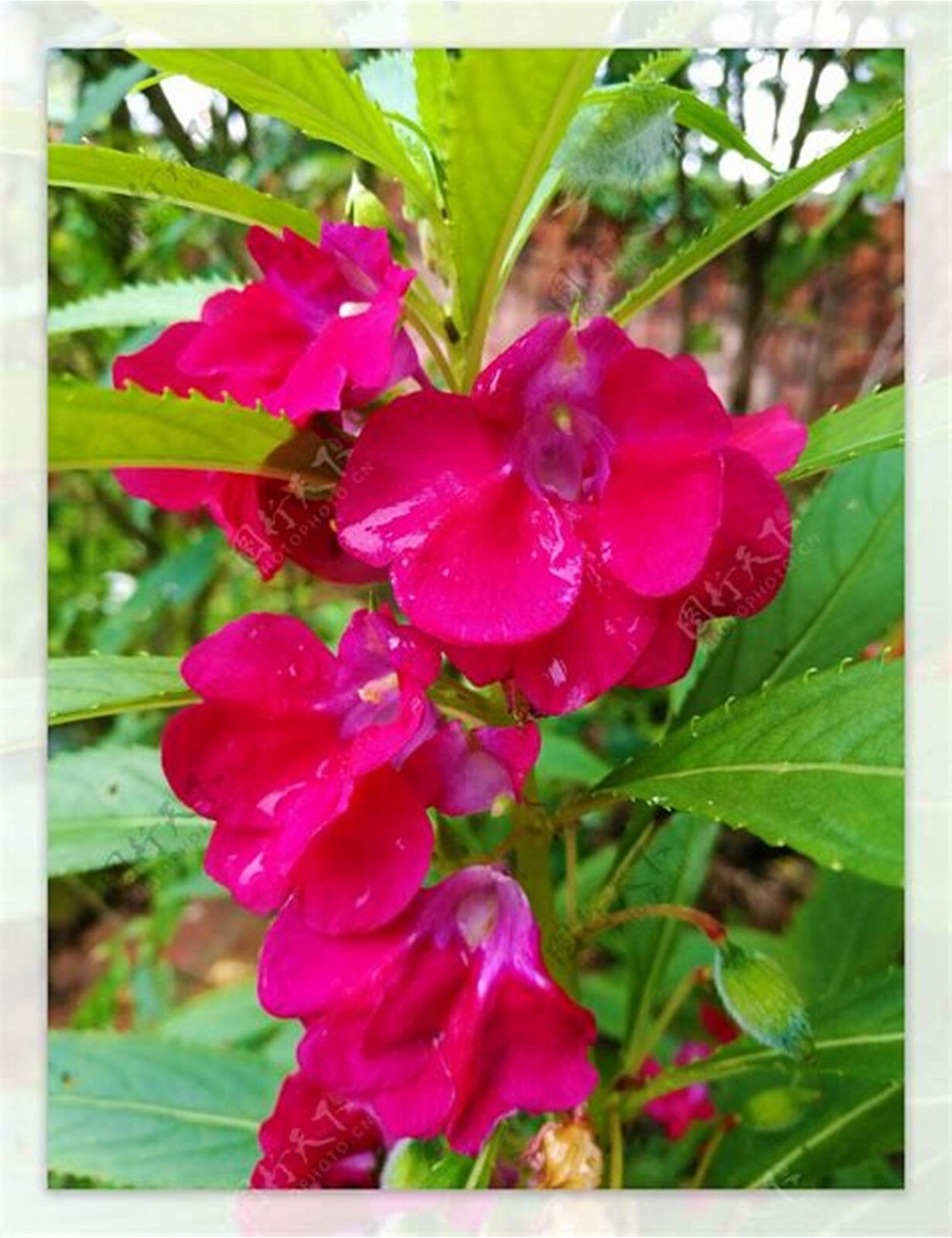 Kudalu flowers mix colours 150 seeds free shipping world wide | eBay