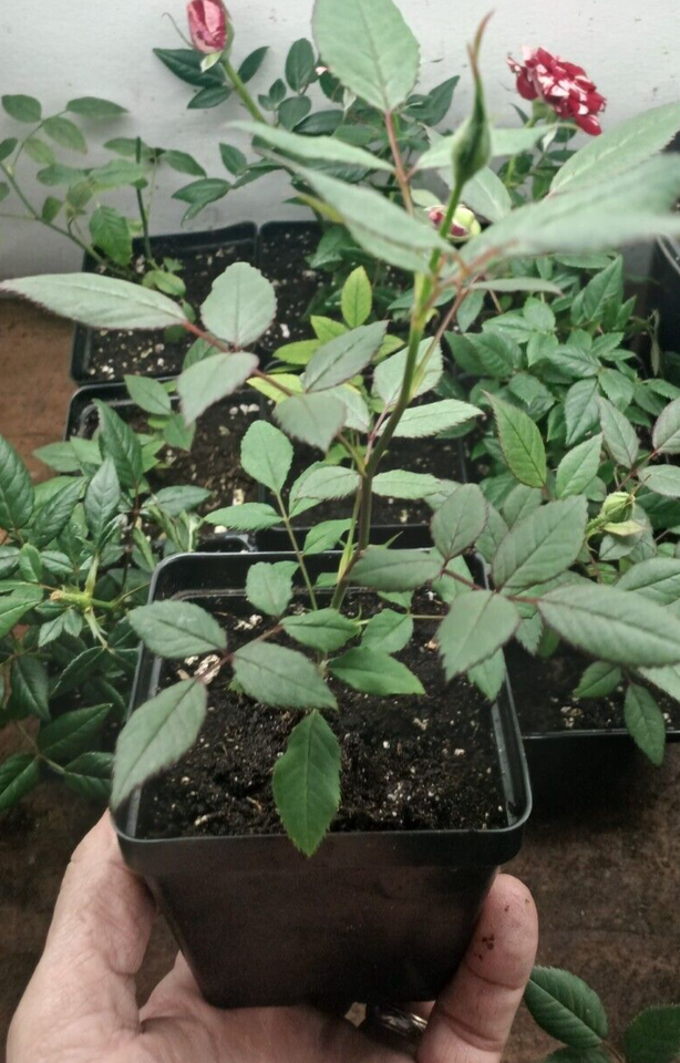 Miniature Rose Live Plants . 4 inch pot GREAT GIFT 🎁 | eBay