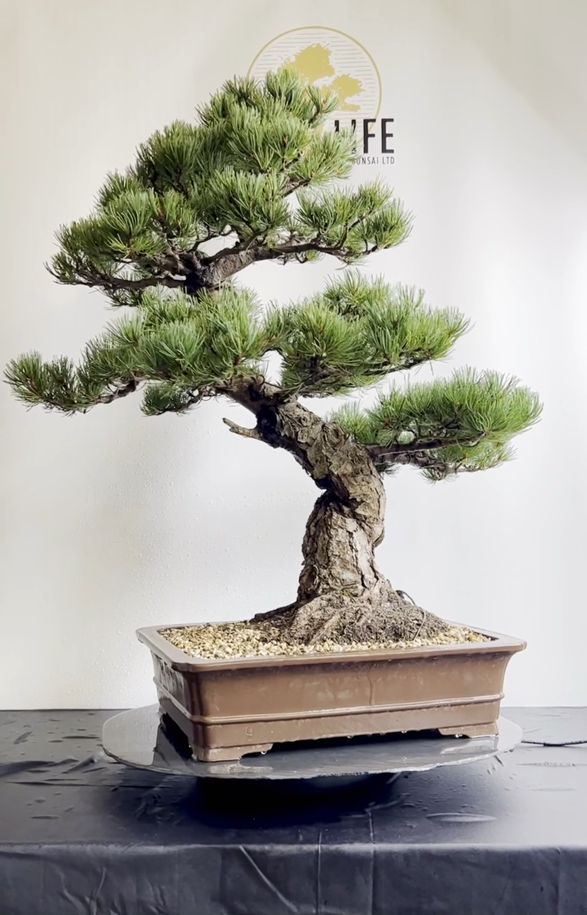 Way Of Life Bonsai Tree Pinus Parvifolia ‘Japanese White Pine’- FREE UK ...