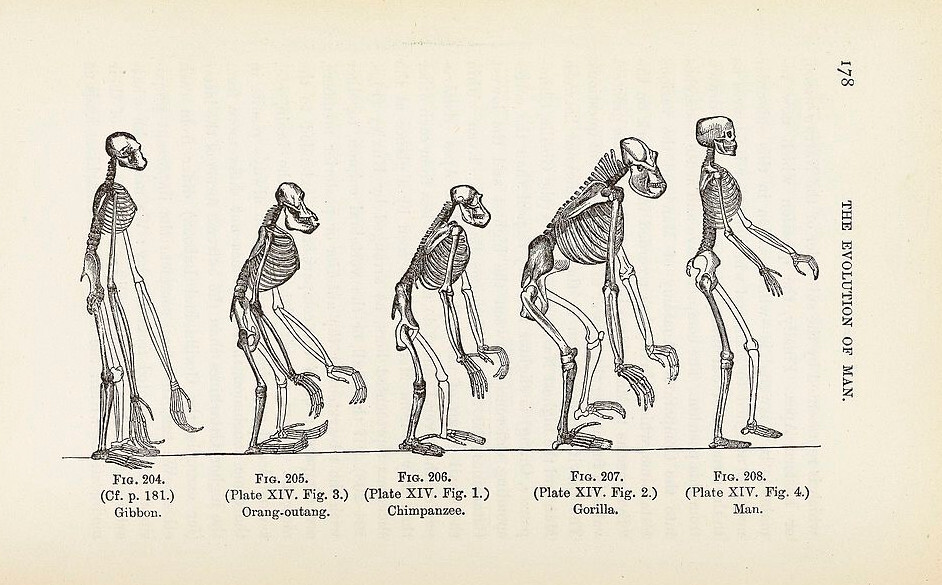 Human Evolution Skeletons