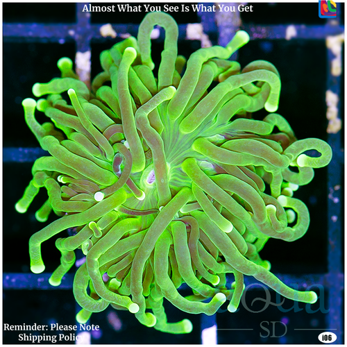 122 AquaSD Live Corals/Frags - Cotton Candy Torch Coral - Aqua SD | eBay