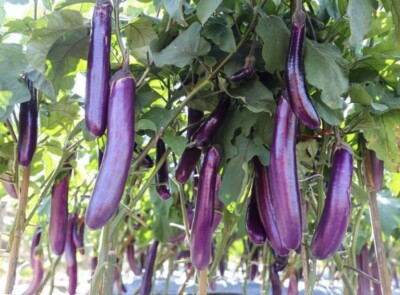 20+ SEEDS Long Purple Eggplant | Talong SEEDS for Planting | NON-GMO | eBay
