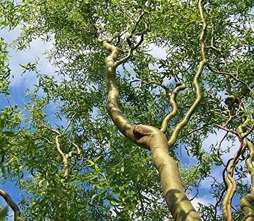 2 Corkscrew Willow Trees - Live Tree Cuttings - Branches and Leaves ...