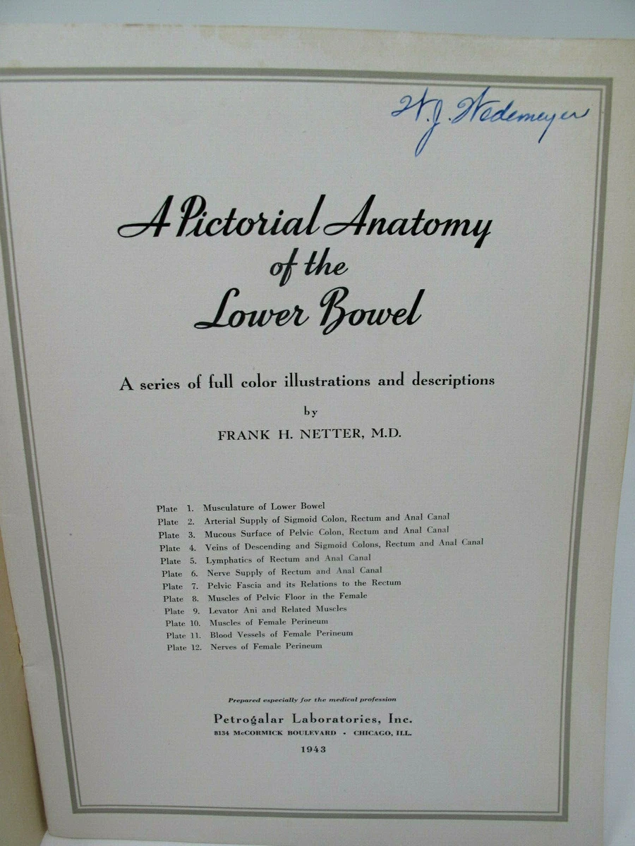 Colon Anatomy Netter