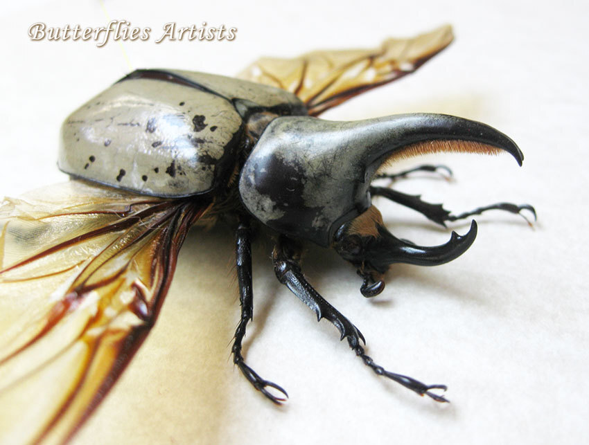 Western Hercules Beetle Western Hercules Beetle (Dynastes Grantii)
