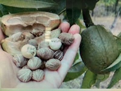 Malabar Chestnut Tree-AKA Sabur nut, monkey tree, money tree easy grow ...