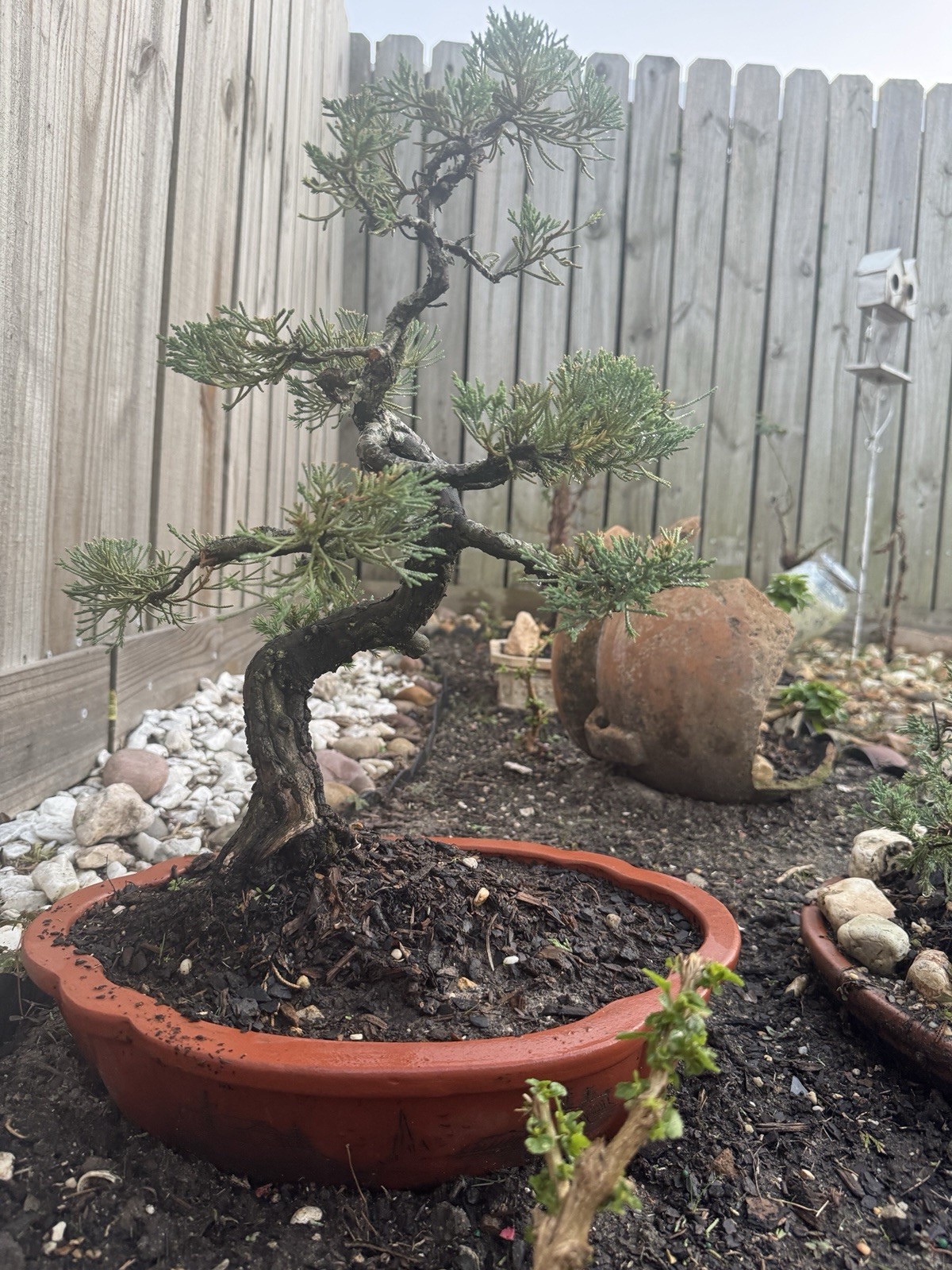 10 year old juniper tree 18 inches tall including pot | eBay