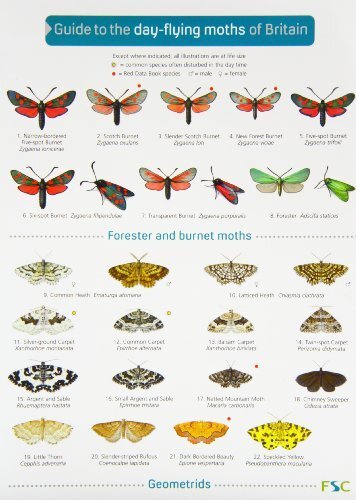 Richard Lewington Guide to the Day-Flying Moths of Britain (Poster ...