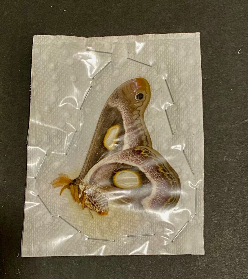 Insect Moth Rothschildia lebeau-Giant Peruvian Moth-A1 Perfect MALE ...