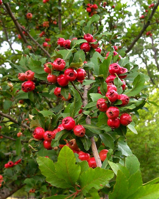 2 LIVE PLANTS HEIRLOOM 6" MAYHAW FRUIT TREES MAY HAW APPLE HAWTHORN RED ...