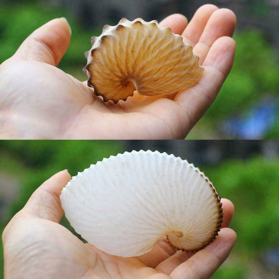 5cm Natural Pink Shell Conch Coral Sea Snail Starfish Tank Decor Fish ...