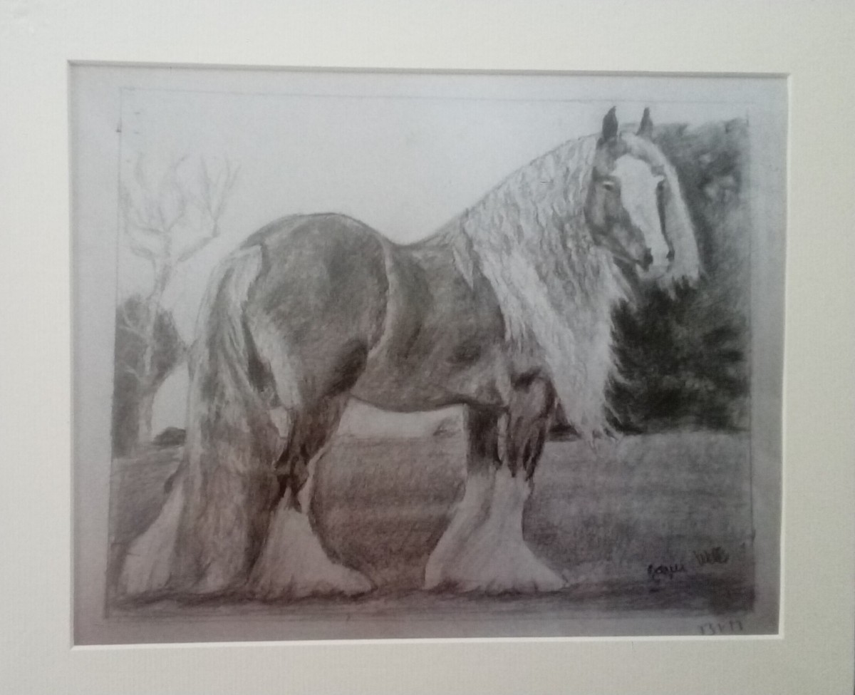 Gypsy Vanner Horse Drawings Amazon.com: Gypsy Vanner Horse Portrait
