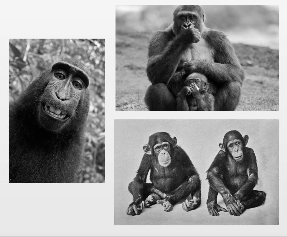 Funny Monkey PHOTO Lot Gorilla Baby Circus Chimpanzee Freak Strange ...
