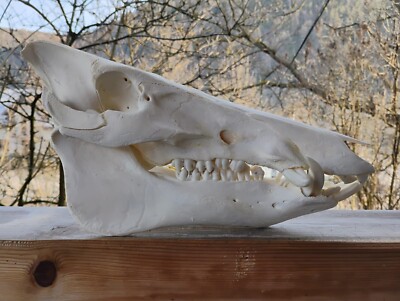 European Wild Boar Skull Tusks Teeth Hunting Taxidermy Education ...