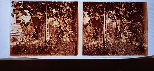 UA252 Plaque verre stéréo positif BE circa 1920 jardin plantes maison ...