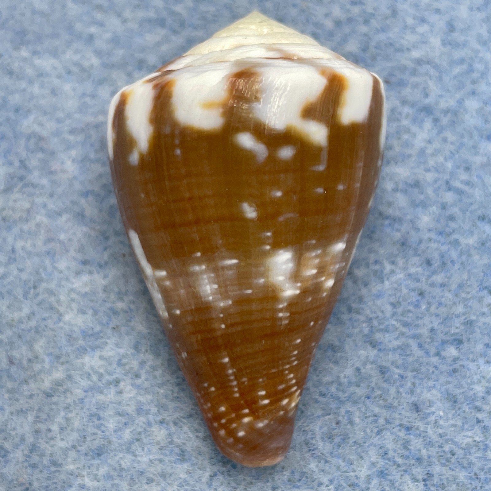 #3 Conus rattus 34.6mm F+ Bohol, Philippines | eBay