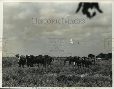 1993 Press Photo Horses and Santa Gertrudis cattle graze on King Ranch ...