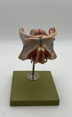 Somso Anatomical MS5 Female Genital Organs Model | eBay
