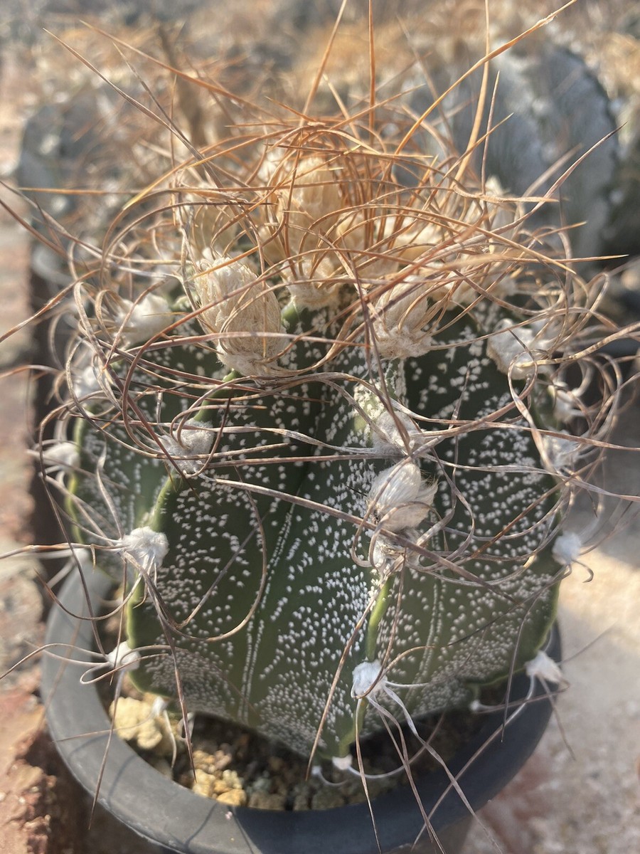 Cacti Root System Easy To Bloom】Natural Cactus，Cactus Real Life