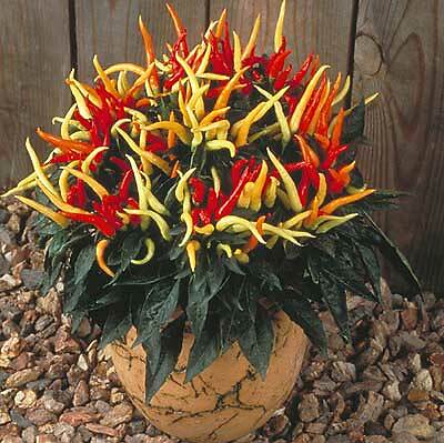 Pepper Ornamental Medusa 100 seeds | eBay