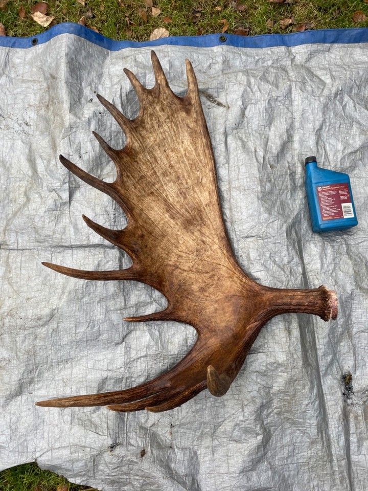 Interior Alaska Moose Antler Set, Lots of points, Beautiful Color | eBay