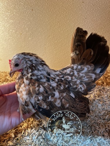 Serama hatching eggs 12+ Ex | eBay