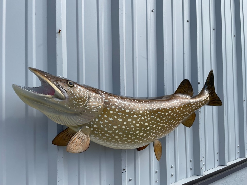 45" Northern Pike Two Sided Fish Mount Replica - Quick Production | eBay