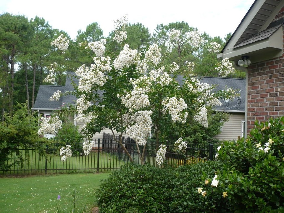 35 WHITE CREPE MYRTLE Crape Tree Shrub Lagerstroemia Indica Flower ...