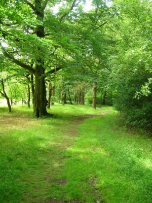 Photo 6x4 Path in Hagg Wood Padiham c2009 | eBay UK