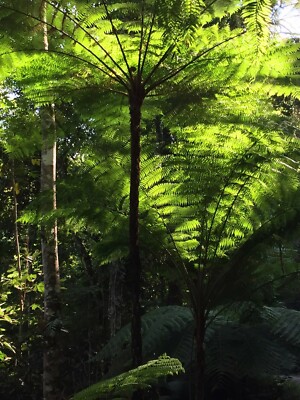 Cyathea cooperi - Lacy Tree Fern / Scaly Tree Fern - 500 spores | eBay ...