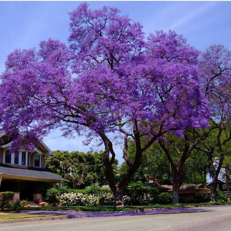 Jacaranda Garden | Fasci Garden