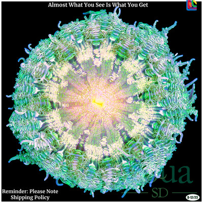 150 AquaSD Live Corals/Frags - Sweet Large Rock Flower Anemone - Aqua ...
