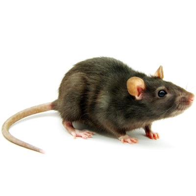 10-PACK FROZEN RATS LARGE WEANER 70G+ FOR REPTILES/RAPTORS - QUALITY ...