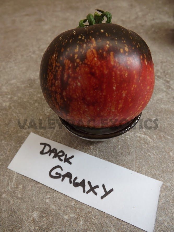 Dark Galaxy Tomato - Heirloom - 10+ seeds - RARITY! P 017 | eBay