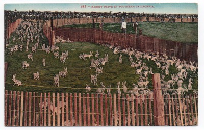 1910 Postcard of the Jack Rabbit Drive in Southern California | eBay