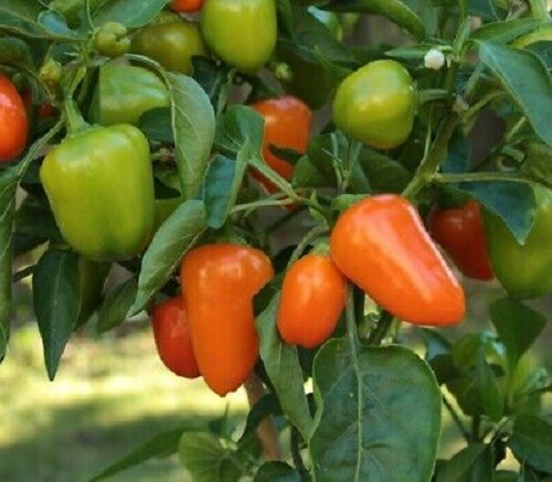Capsicum Mini Gypsy Bell Pepper Seeds Sweet Chilli Vegetable Seeds Mini ...