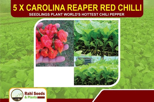 5 X Carolina Reaper Red Chilli Seedlings Plant World's Hottest Chili ...